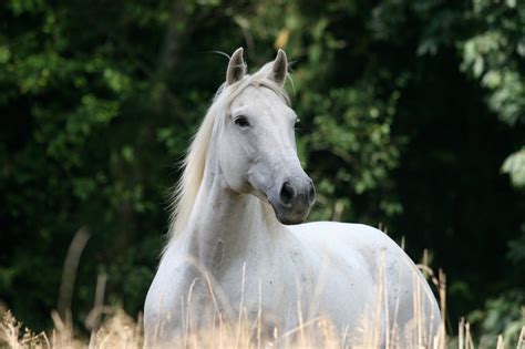 Periwinkle Photography Barn Visit