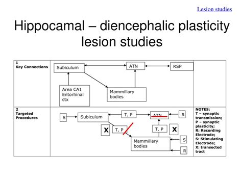 Ppt Why Are There Parallel Hippocampal Diencephalic Pathways For Event Memory Powerpoint
