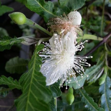 Spring Guava Live Plants Niravu Nursery