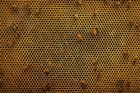 Beehive With Bees Structure Beehive Bee Photo Background And Picture