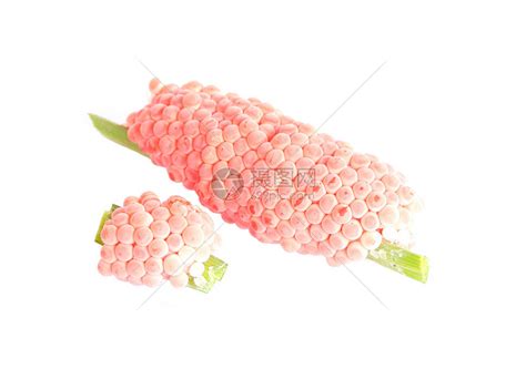 金苹果螺蛋高清图片下载 正版图片502600316 摄图网