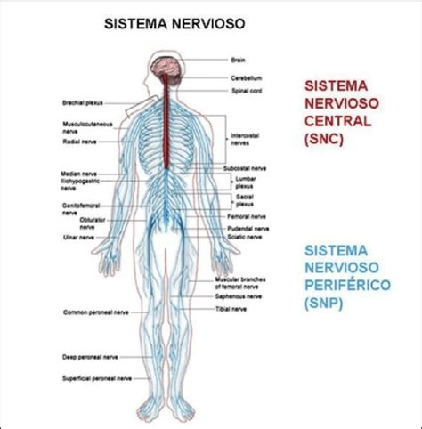 Sistema Nervioso Central Definición De Sistema Nervioso Central