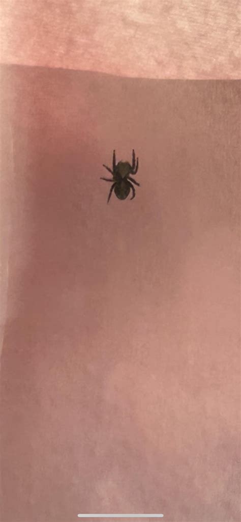 Is This A Bed Bug Or A Spider Super Paranoid R Bedbugs