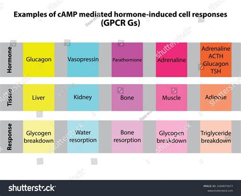 Glucagon Membrane Over 1 Royalty Free Licensable Stock Vectors