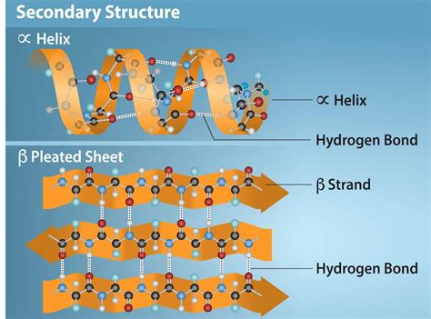 Protein Secondary Structure Alpha Helix And Beta Sheet