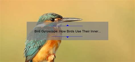 Bird Gyroscope How Birds Use Their Inner Compass To Navigate
