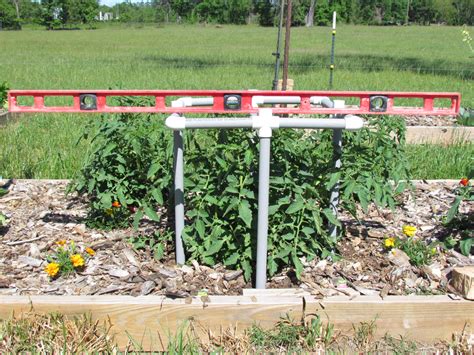 The Big Heat In Pursuit Of The Perfect Tomato Pvc Tomato Cages With