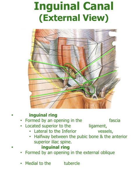 Inguinal Canal Diagram Quizlet