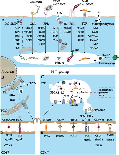 Pathways Of Antigen Recognition Processing And Presentation Of Dcs A Download Scientific