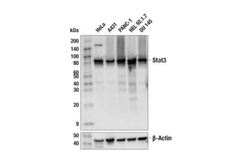Stat3 124h6 Mouse Mab Cell Signaling Technology