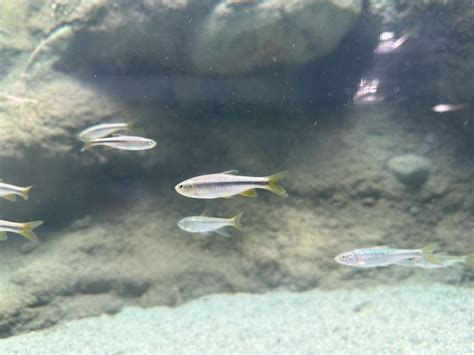 Web魚名板 城崎マリンワールド