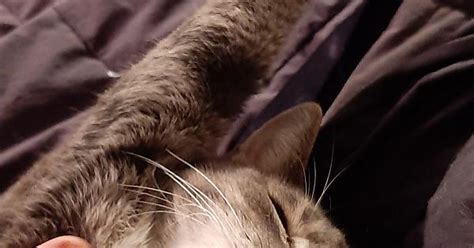 Does Anyone Elses Cat Do This Album On Imgur