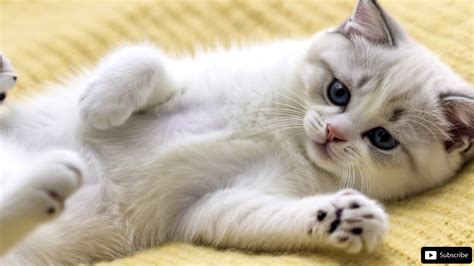 Cutest And Funniest Cat Moments 🐱😂 Adorable Cat Videos Youtube