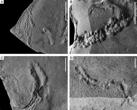 Other Trace Fossils A Cf Kouphichnium Isp NMMNH P 46721 B