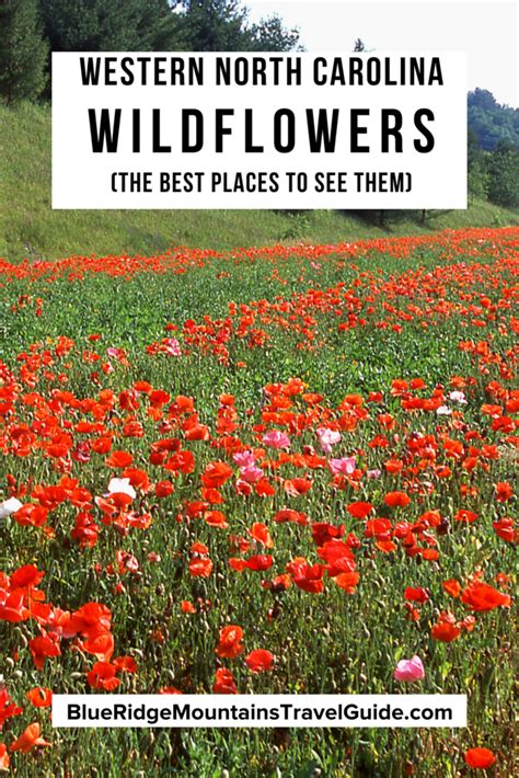 North Carolina Wildflowers Guide And Where To See Them In Western Nc