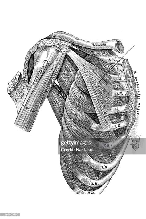The Pectoral Muscles High Res Vector Graphic Getty Images