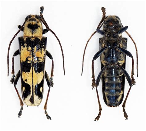 Subgénero Euglenea · Inaturalist Mexico