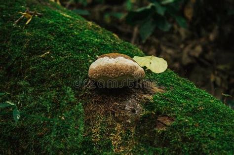 蘑菇地衣和绿色的苔藓种植向一树干关于一一图片 包图网企业站