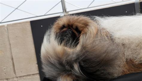 El Perro Más Guapo Del Mundo Es Una Bola De Pelo