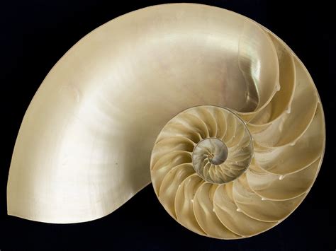Natures Logarithmic Spiral The Nautilus Shell The Inside… Flickr