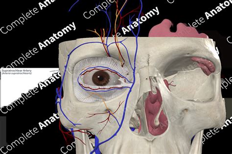 Supratrochlear Artery Complete Anatomy