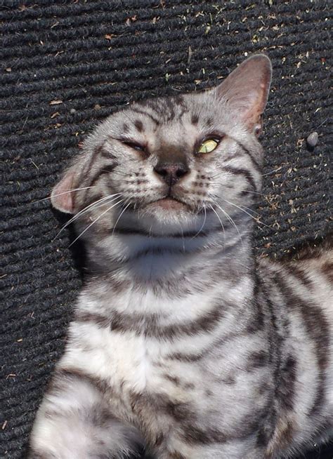 Hilarious Cats Who Practically Stopped Functioning After Getting High
