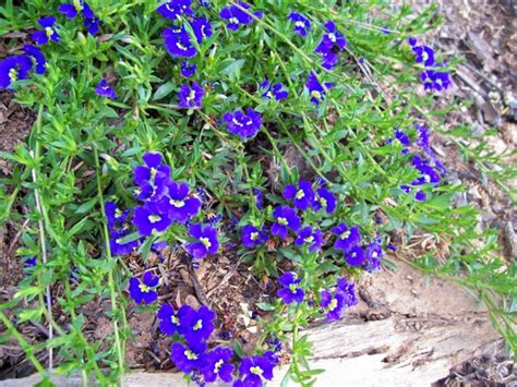 Dampiera Diversifolia Wildtech Plants