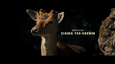 Filming Deer Sigma Mm Bmpcc K Charlcote Youtube