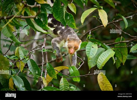 Waigeou Cuscus Or Waigeou Spotted Cuscus Spilocuscus Papuensis Raja