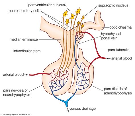 Posterior Pituitary Lobe Anatomy Britannica
