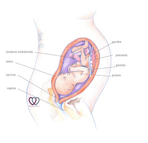 Semana 28 De Embarazo Embarazo Y Fertilidad