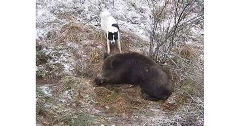 На 18 декември у нас ще заработи международният център на ЕС за опазване здравето на дивеча