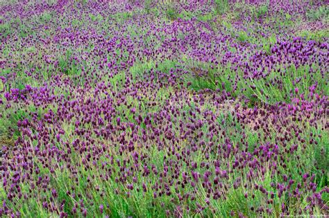 Manuel Lemos Portfolio Natural Fotografía De Naturaleza De Autor