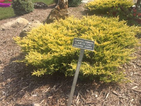 Creeping Juniper Fxlockq
