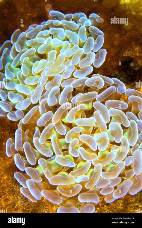 Branching Hammer Coral Euphyllia Paraancora Hammer Coral Stony Coral