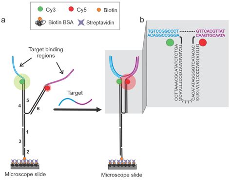 multiplexed smfret nucleic acid sensing using dna nanotweezers