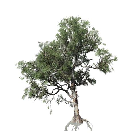 River Red Gum Tree Rokn Alashjar