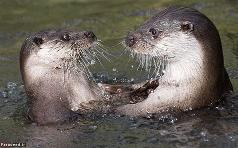 Afshin Irankhah On Linkedin کشف بی سابقه شنگ ماهی خوار در بقایای هورالعظیم توسط فعال محیط زیست