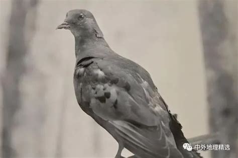 盘点全球十大已灭绝的动物，真的太可惜了腾讯新闻