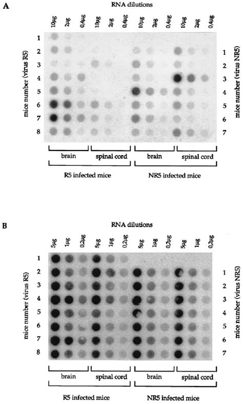 Dot Blot Hybridization Analysis Balbc Nunu Mice Were Inoculated With