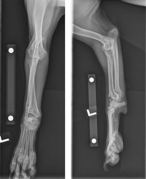 Imageangular Limb Deformity Radiographs Dog Merck Veterinary Manual