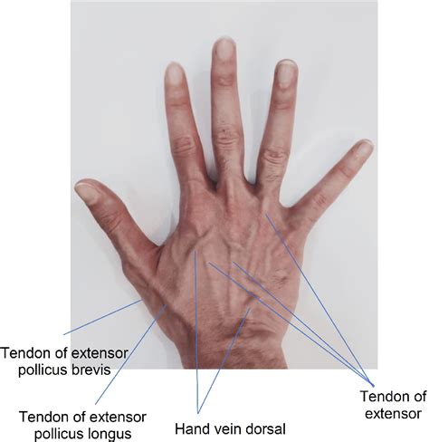 Figure 1 From Hand Vein Recognition With Rotation Feature Matching