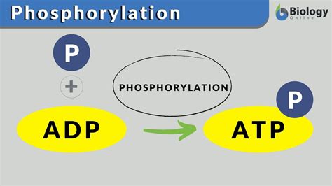 Diagramme Du Groupe Phosphate