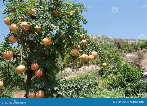 Albero Di Melograno Fotografia Stock Immagine Di Maturo 34044736
