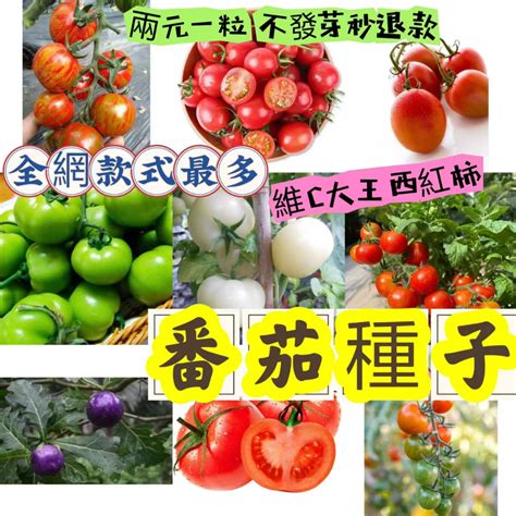 🍁💥【蝦皮熱銷】維c大王二十三款番茄種子大全 西紅柿聖女果白番茄彩珍珠春桃黑珍珠千禧番茄櫻桃番茄種子四季庭院菜園蔬菜種子 蝦皮購物