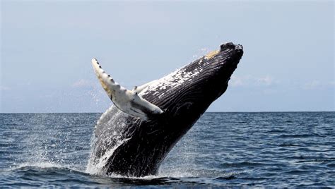 File Humpback Stellwagen Edit Wikipedia