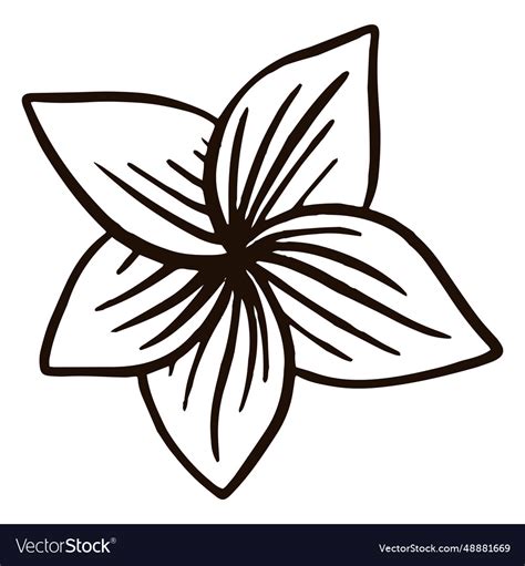 Hawaiian Flower Hand Drawn Royalty Free Vector Image