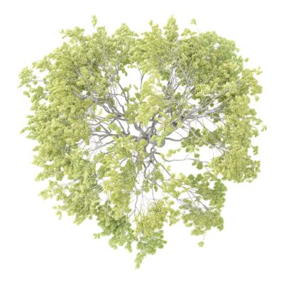 Tree Plan View PNGs For Free Download