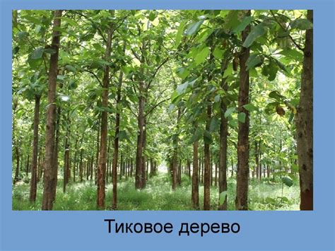 Растительные зоны Земли Online Presentation