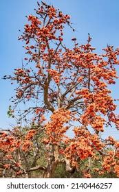 Yellow Butea Monosperma Images Stock Photos Vectors Shutterstock